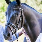 Beachwood Center for Wellbeing Staff, Employees & Horses