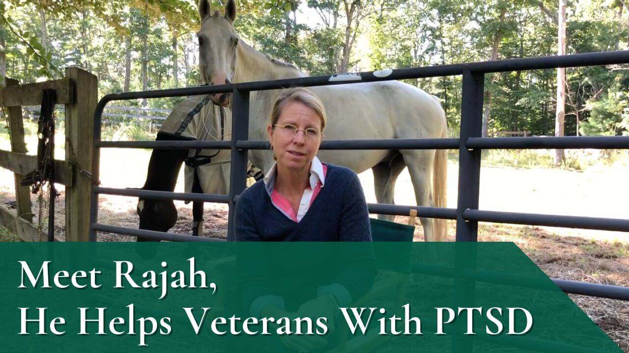 Meet Rajah, He Helps Veterans With PTSD